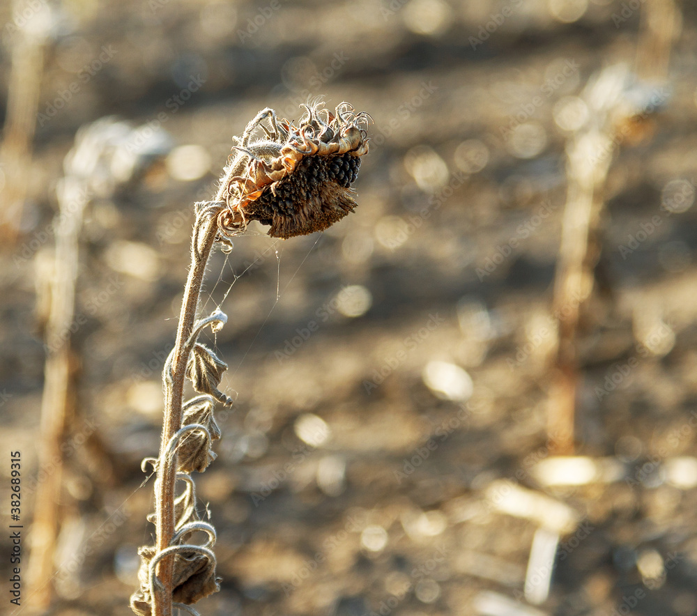 Sunflower field. Poor sunflower harvest due to lack of rain. Climate ...