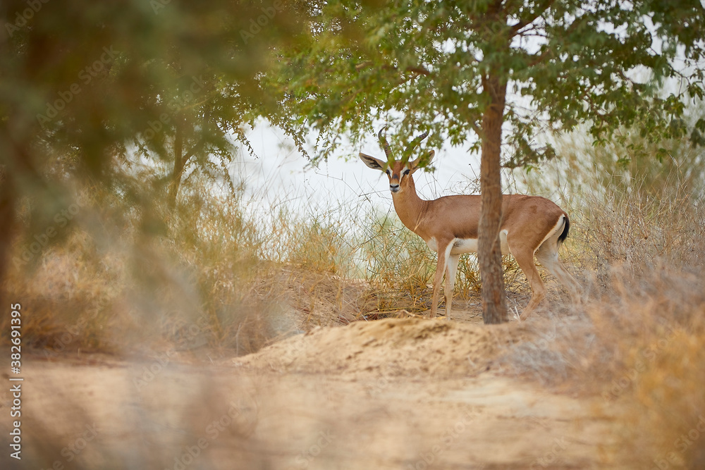 The Arabian sand gazelle also known as the sand gazelle or reem is a ...