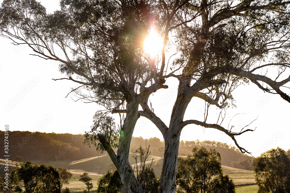 Sun shining through canopy of majestic gum tree as it sets over a ...