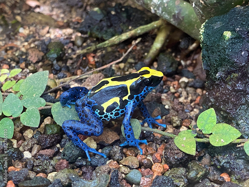 Foto de Dyeing dart frog (Dendrobates tinctorius), Dyeing poison dart ...