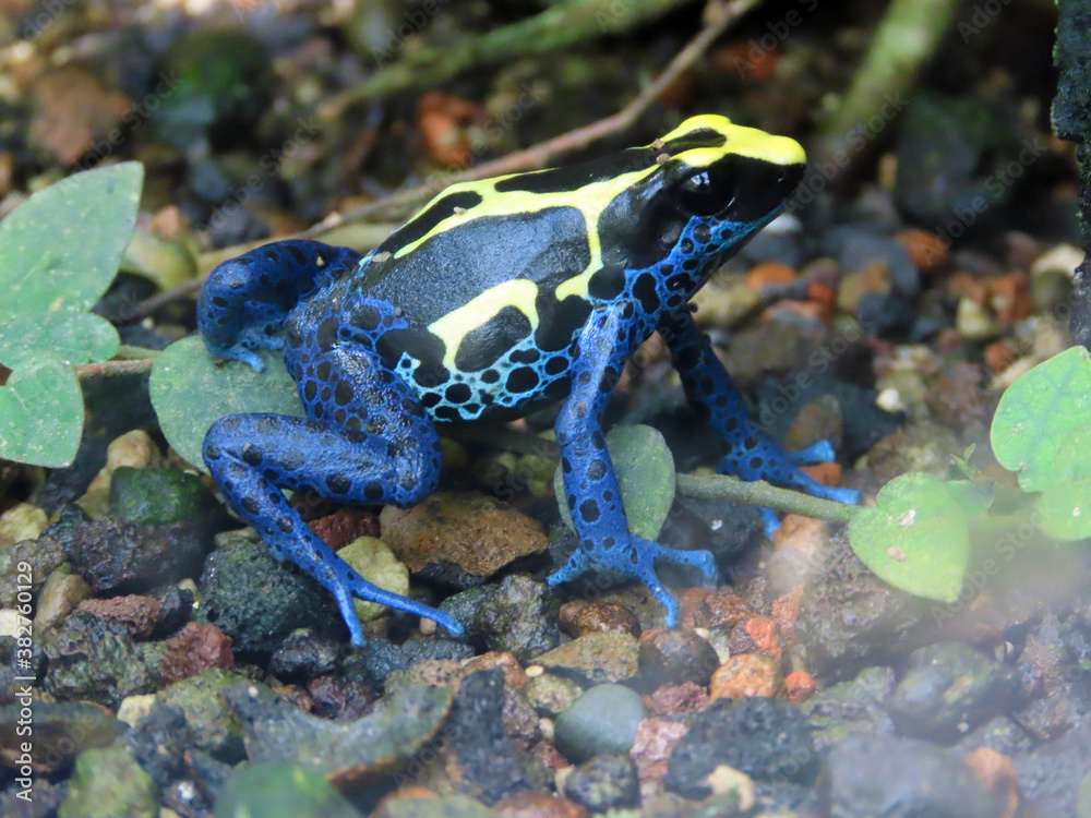 Dyeing dart frog (Dendrobates tinctorius), Dyeing poison dart frog ...