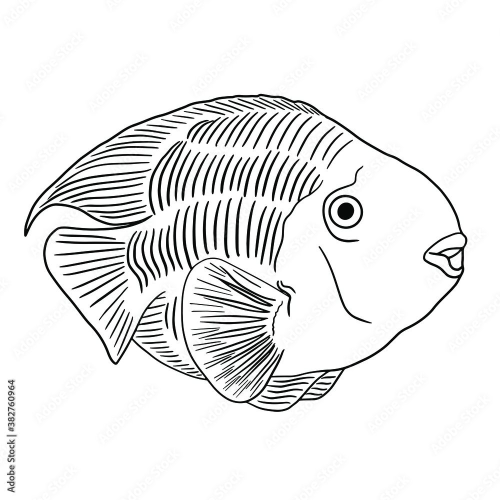coloring page black and white parrot cichlid fish on white background ...