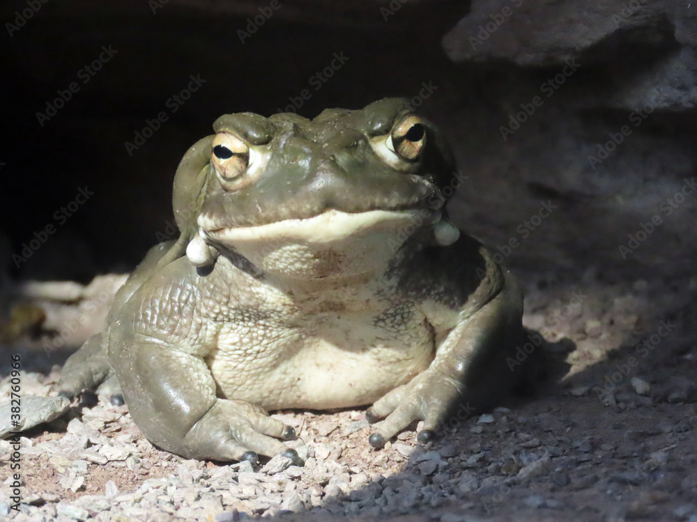 Colorado River toad (Incilius alvarius), Sonoran Desert toad, Die ...