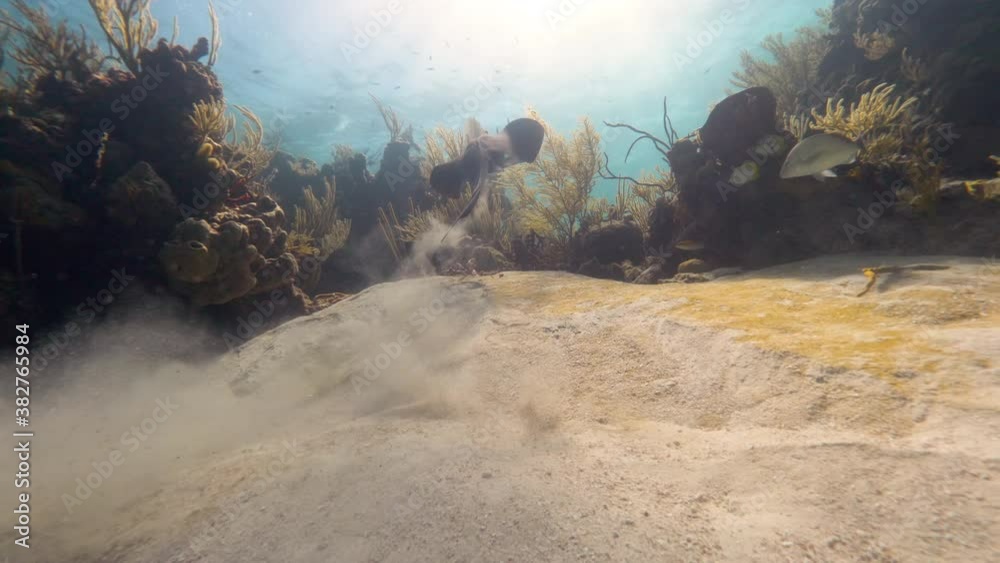 Underwater, pov, a huge manta ray swims off of the ocean floor, The ...