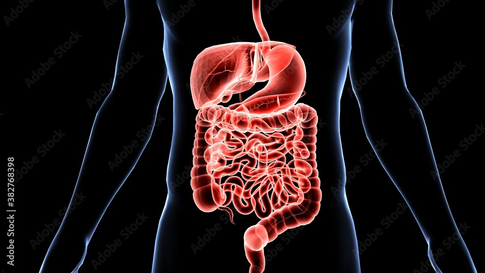 Human Digestive system organs and functions.3D Stock Illustration ...