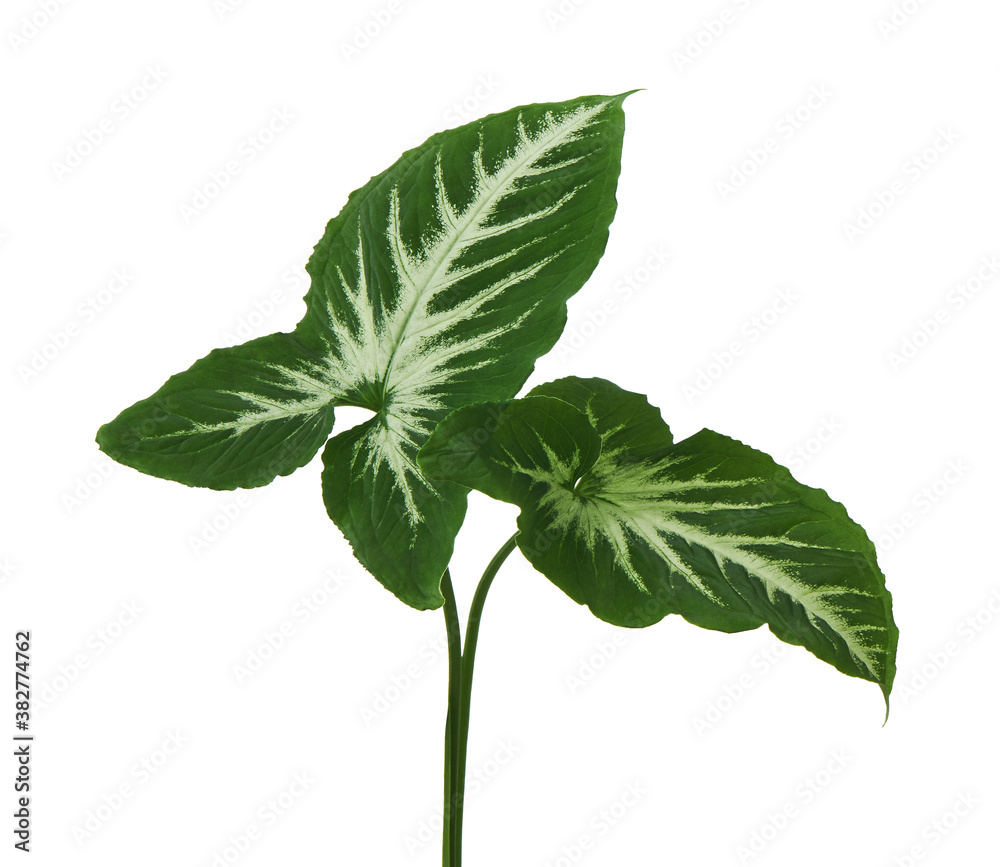 Caladium bicolor with green leaf and white veins, Caladium lindenii ...