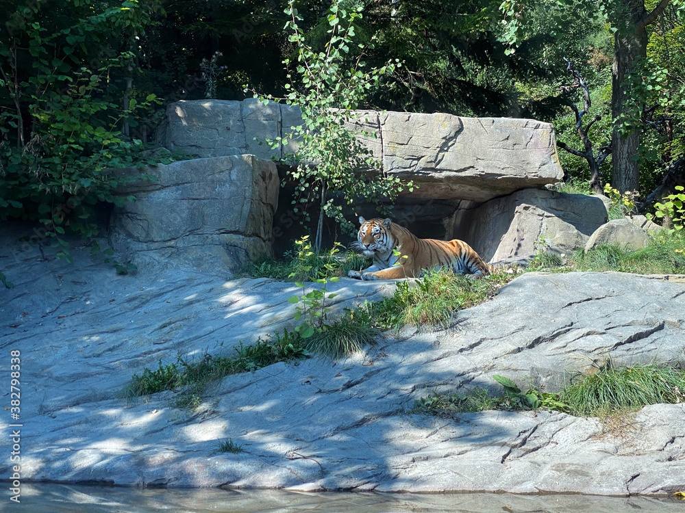 Siberian tiger 'Irina' (Panthera tigris altaica), Der Sibirische Tiger ...