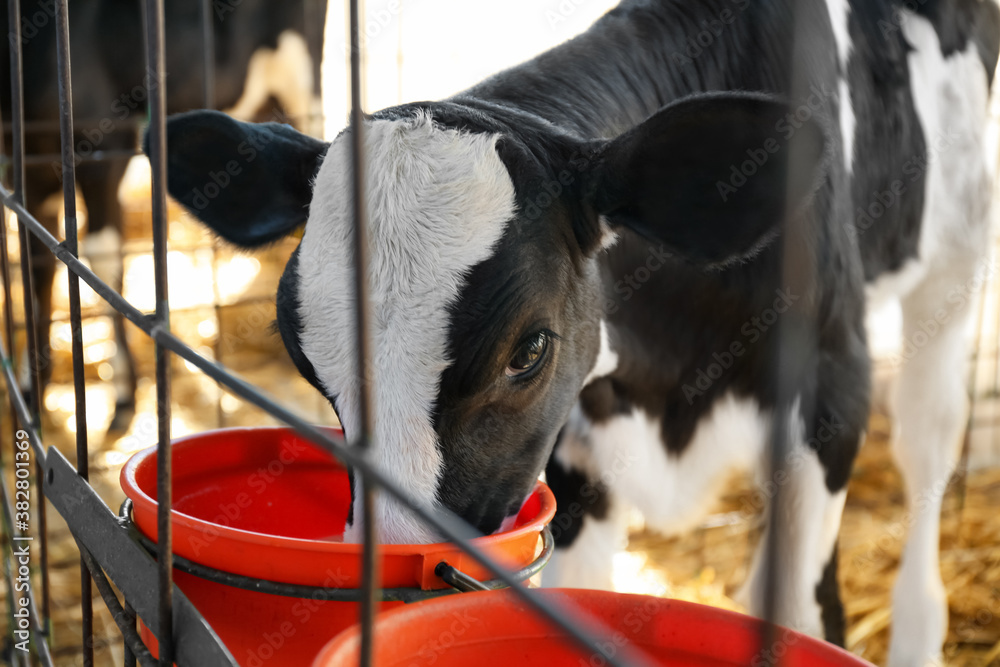 Pretty little calf eating from bucket on farm, closeup. Animal ...