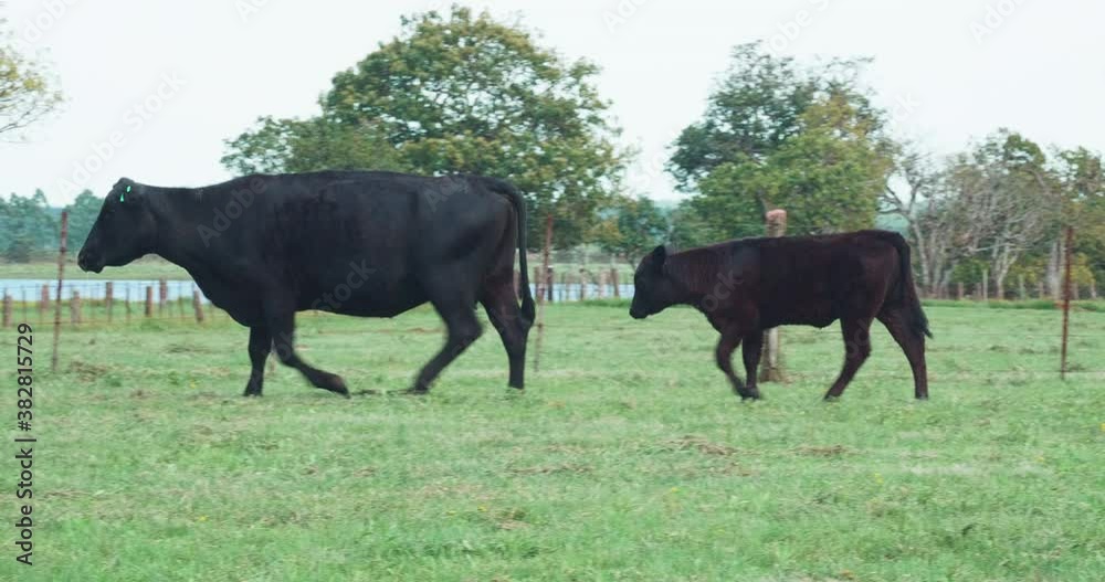 Stockvideo Angus cow with calf walking and trotting in a green field of ...