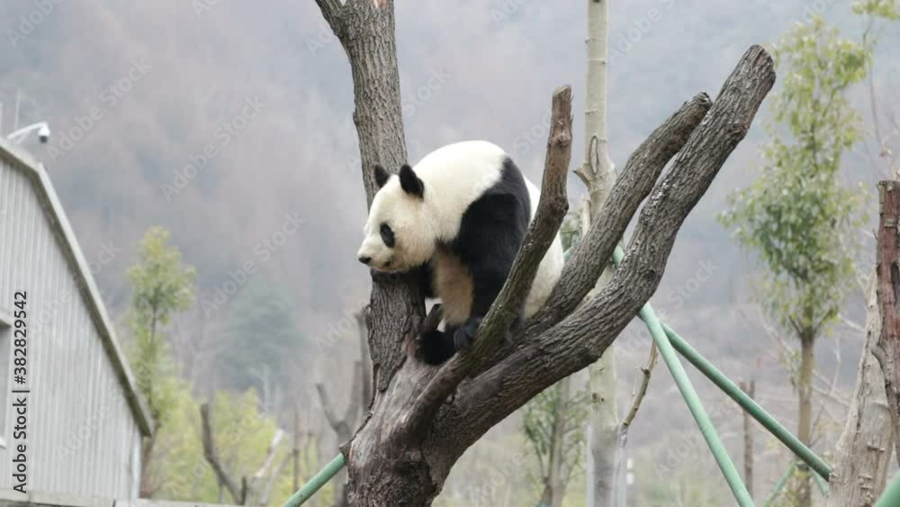 Giant Panda is Rubbing his furry body on the Tree as he feels itchy ...