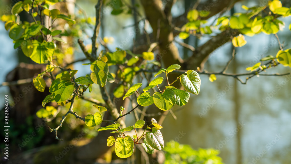 Judas tree branch under the rays of the end of the day, pretty rounded ...