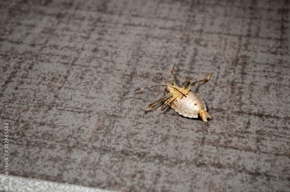 Large dead bug on its back. Concept for Entomophobia or pest control ...