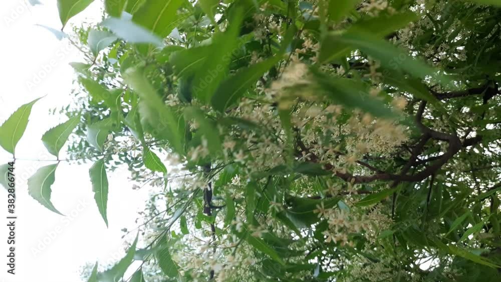Neen flowers in tree. Neem leaves and flowers. Azadirachta indica ...