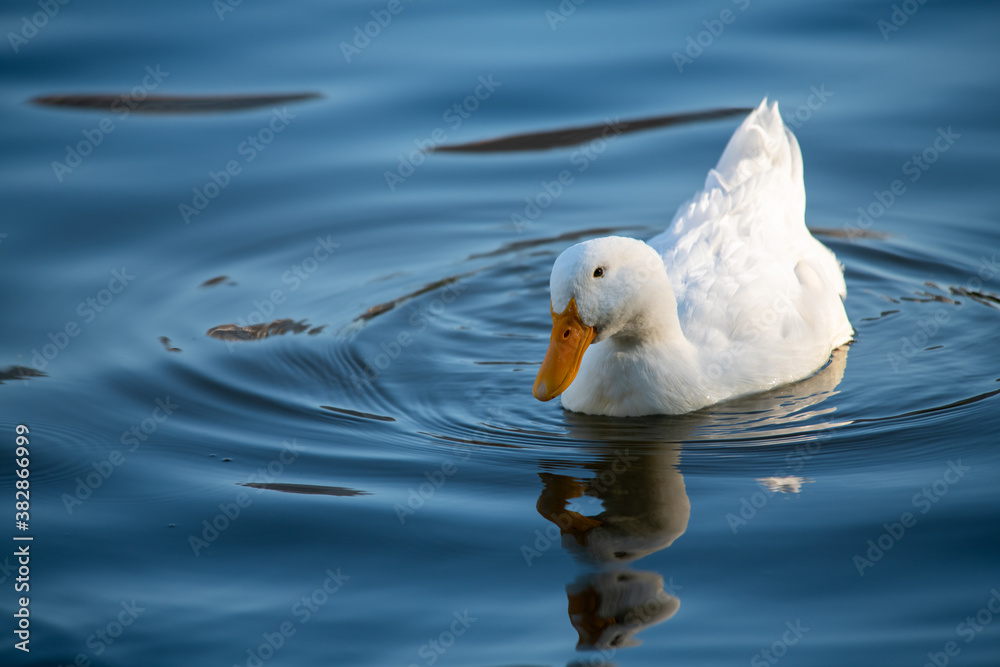 Rare white duck mutant on golden reflection water lake nature birds ...
