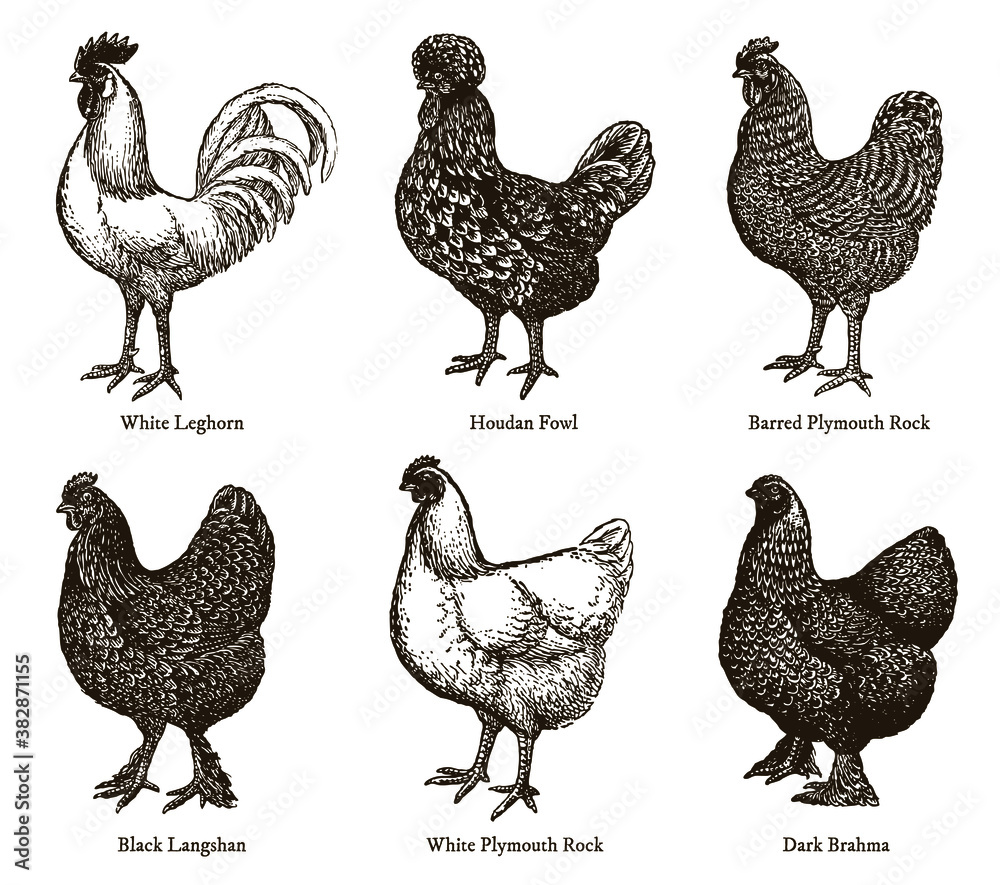 Group of chickens from different breeds with names, after antique ...