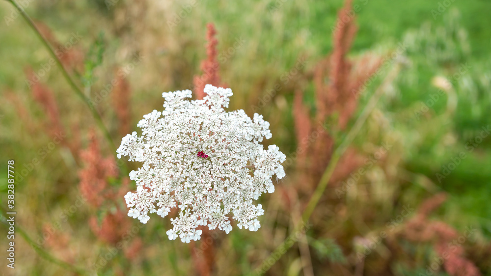 Carrot flower in an umbel and its red point in the middle, in ...