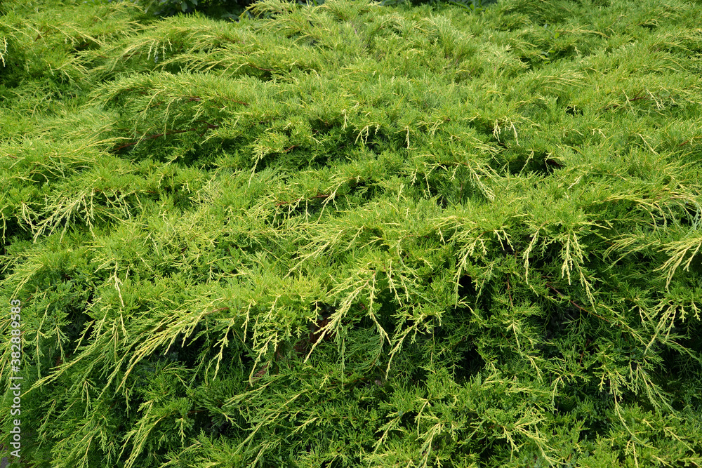 Chinese Pfitzer juniper is golden (Juniperus chinensis Pfitzeriana ...