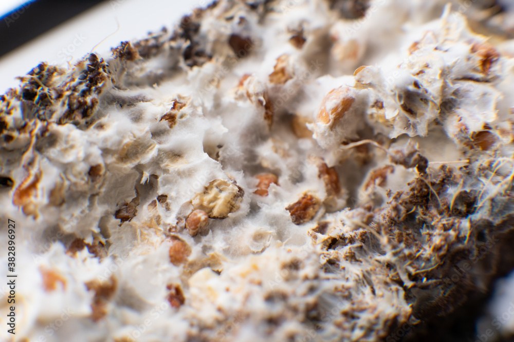 Macro. Mycelium on wheat of Psilocybe cubensis. Psilocybe cubensis ...