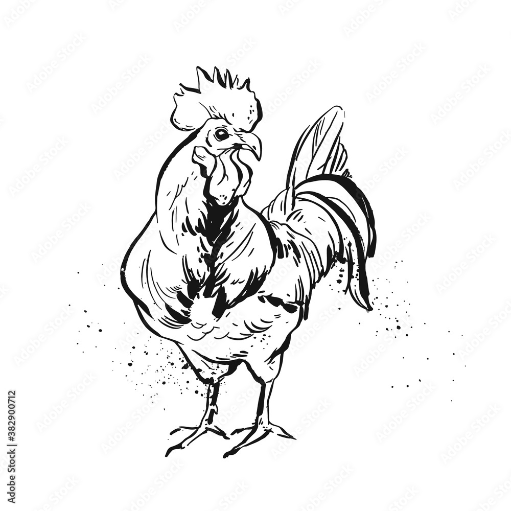 Hand drawn vector graphic ink rooster sketch illustration isolated on ...
