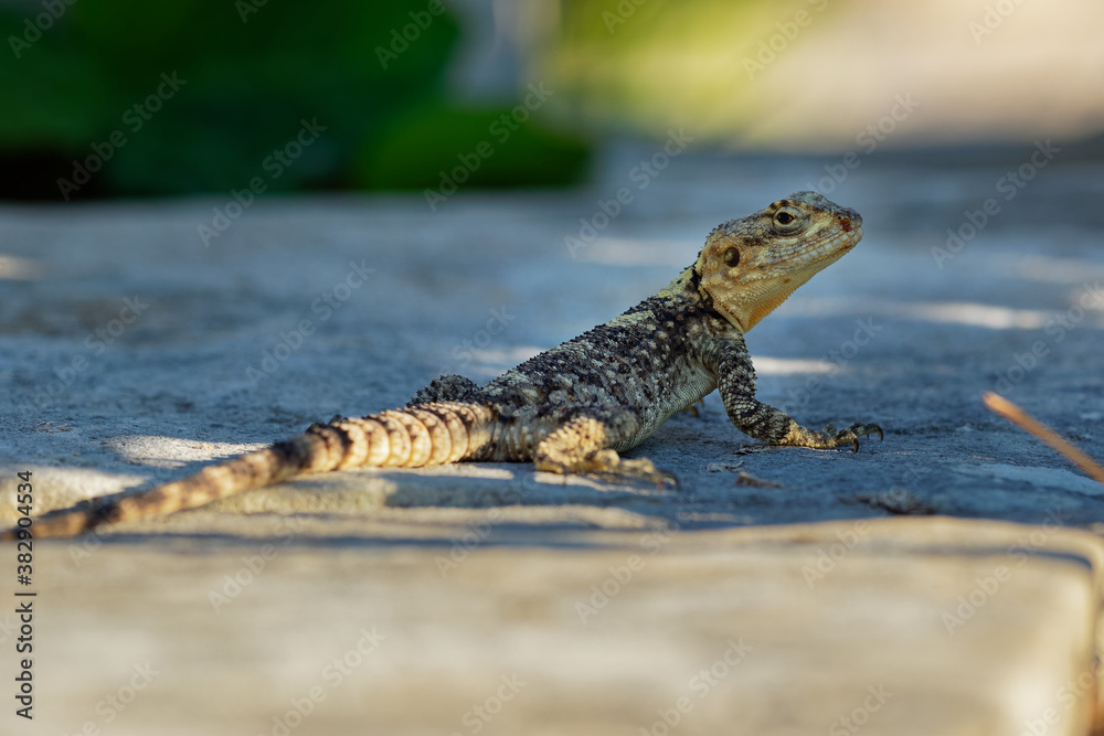 Starred Agama - Stellagama stellio also Lacerta stellio or Laudakia ...
