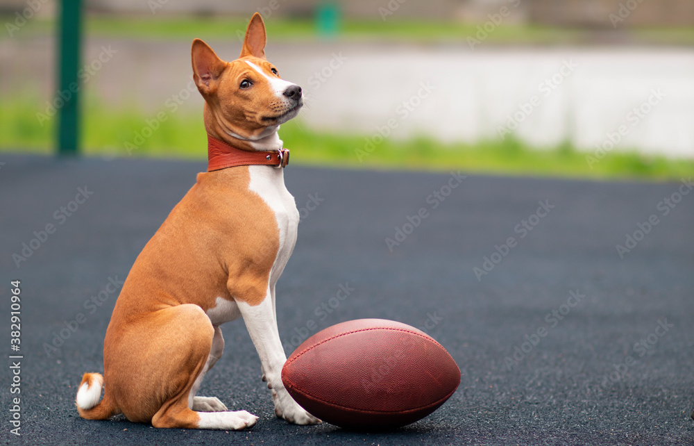 Funny happy beautiful dog is playing with American football ball on the ...