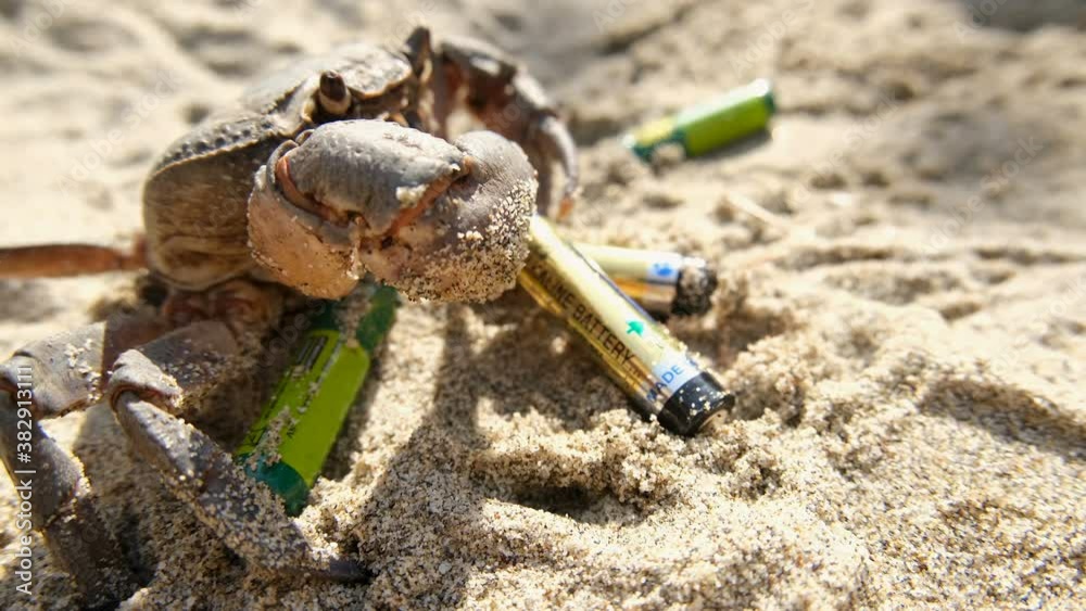 Sea crab hold discarded lithium battery on polluted marine beach ...