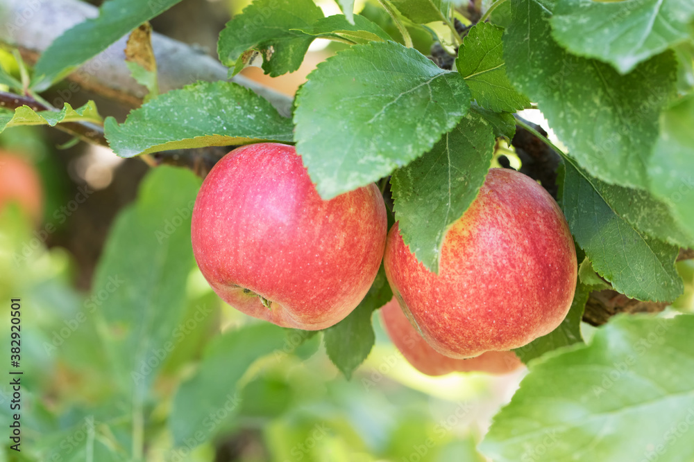 Original photograph of red gala apples growing on the branch of an ...