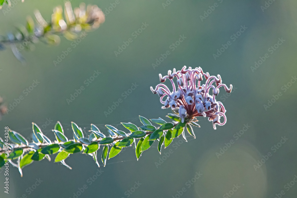 spider flower - Grevillea buxifolia - Australian native Stock Photo ...
