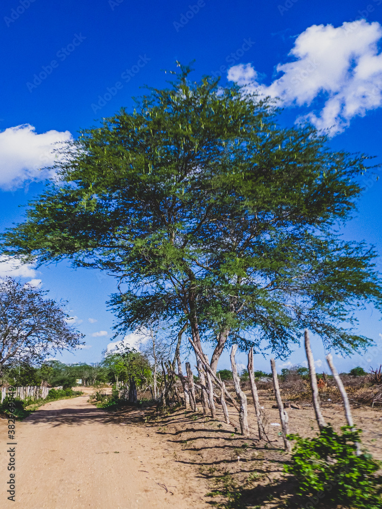 Região rural do sertão do Brasil e conta com a caatinga como bioma ...