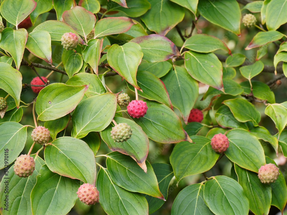 Foto de Cornus kousa - Red berries of kousa dogwood or Japanese ...