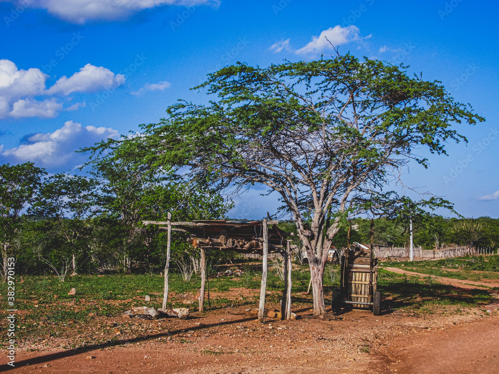 Foto de Região rural do sertão do Brasil e conta com a caatinga como ...