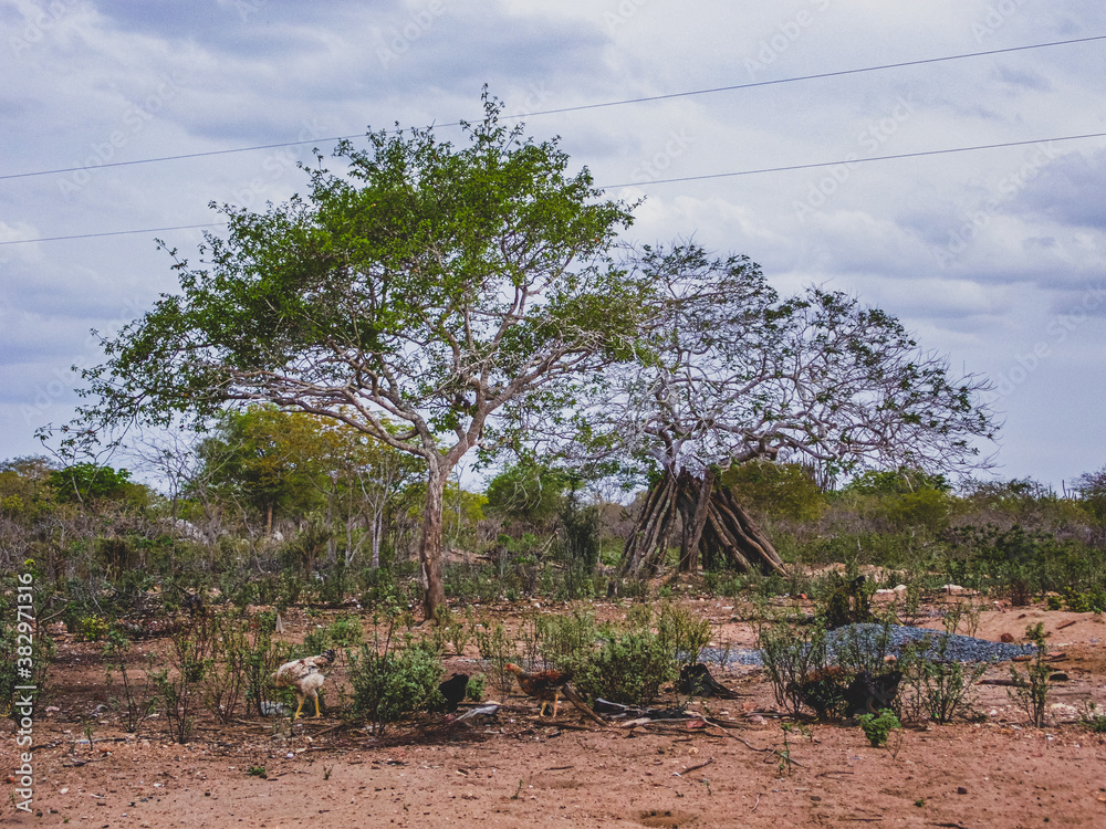 Região rural do sertão do Brasil e conta com a caatinga como bioma ...