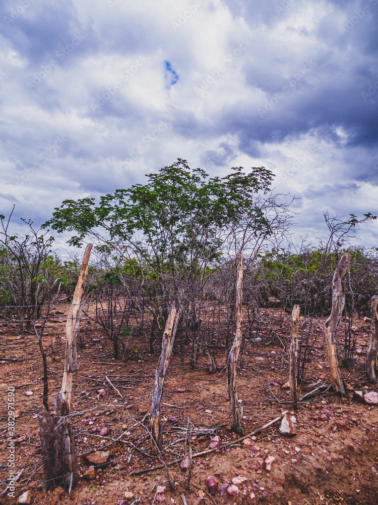 Região rural do sertão do Brasil e conta com a caatinga como bioma ...