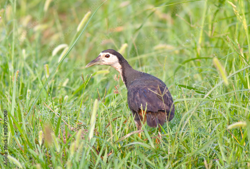 beautiful pose of white breasted waterhen in habitat Stock Photo ...