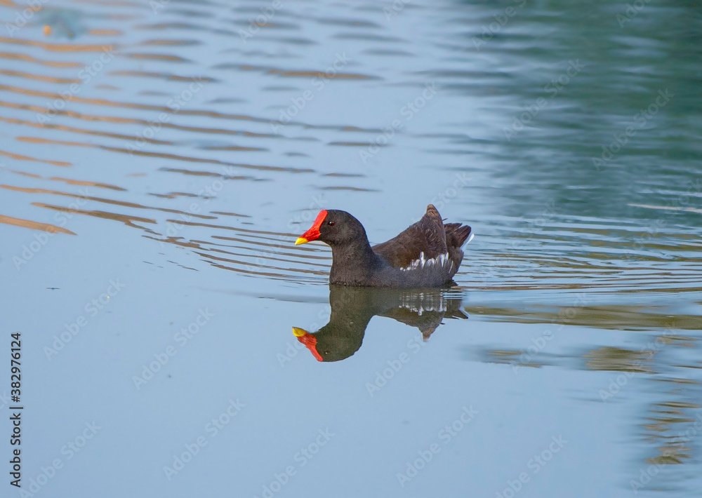 The common moorhen, also known as the waterhen or swamp chicken, is a ...