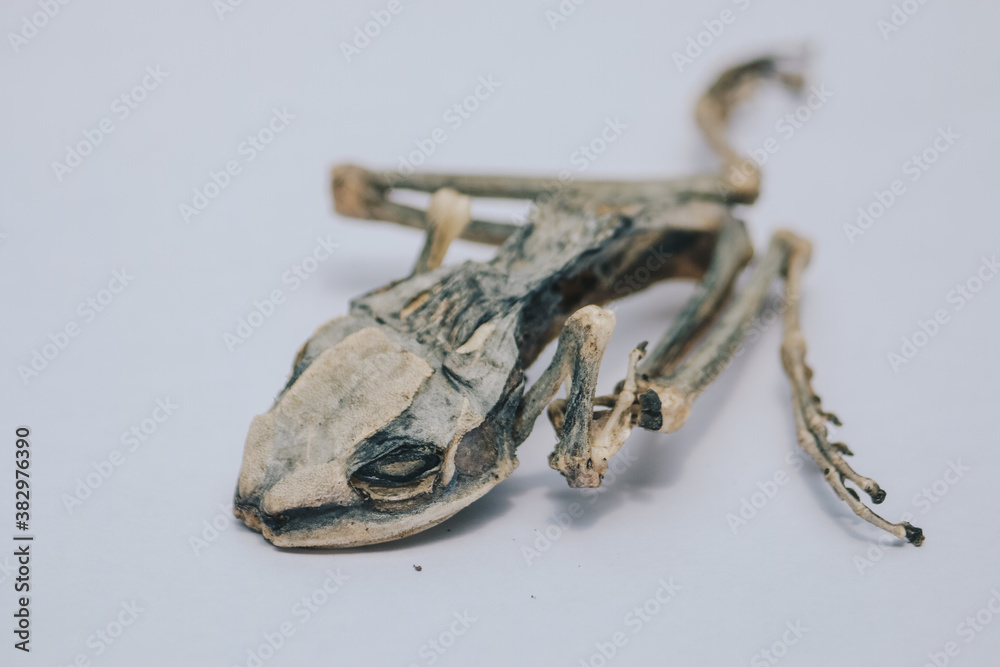Dried dead frog showing its body skeleton on hand isolated on white ...