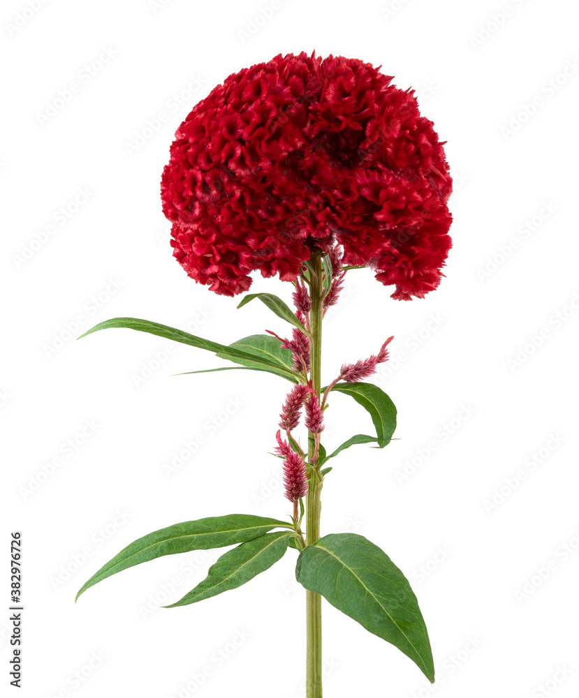 Celosia cristata flower, Red cockscomb flower with leaves isolated on ...