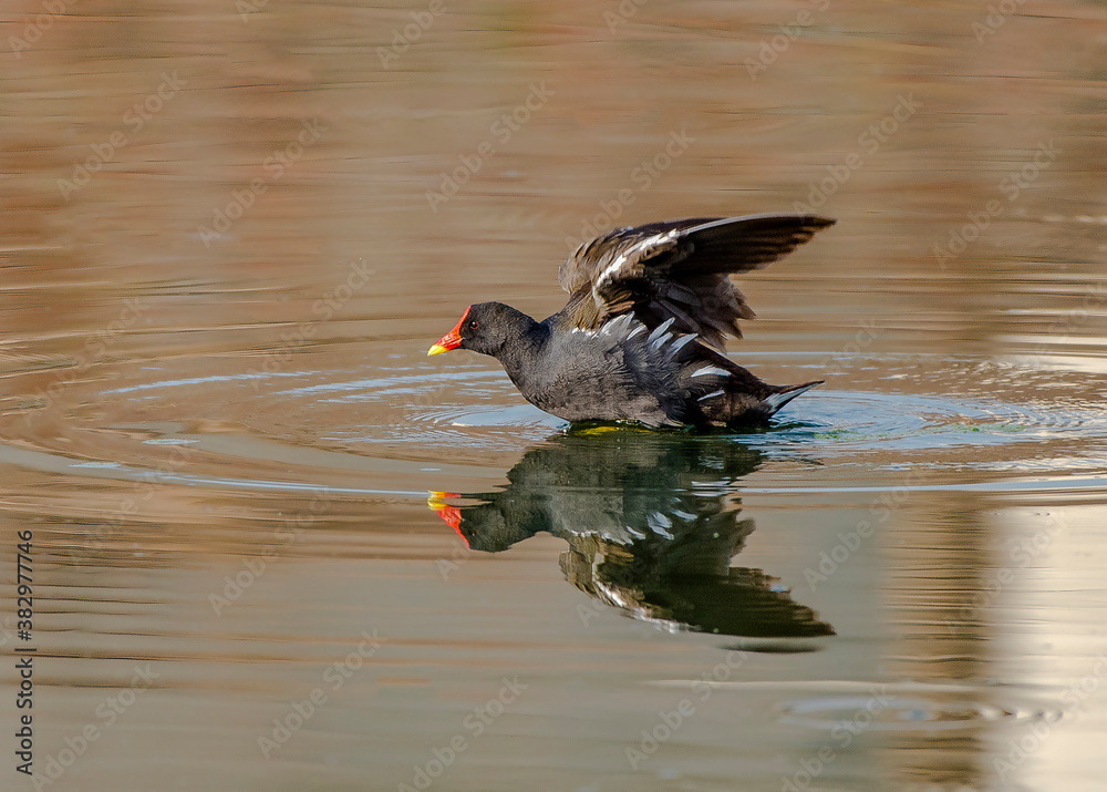 The common moorhen, also known as the waterhen or swamp chicken, is a ...