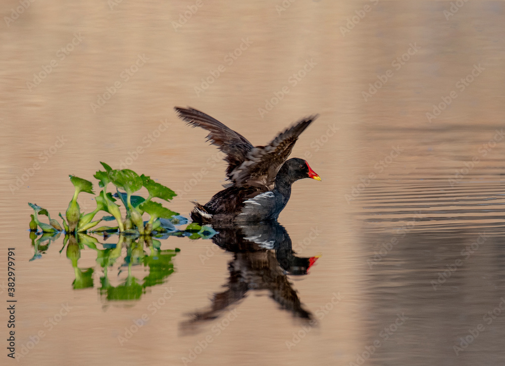 The common moorhen, also known as the waterhen or swamp chicken, is a ...
