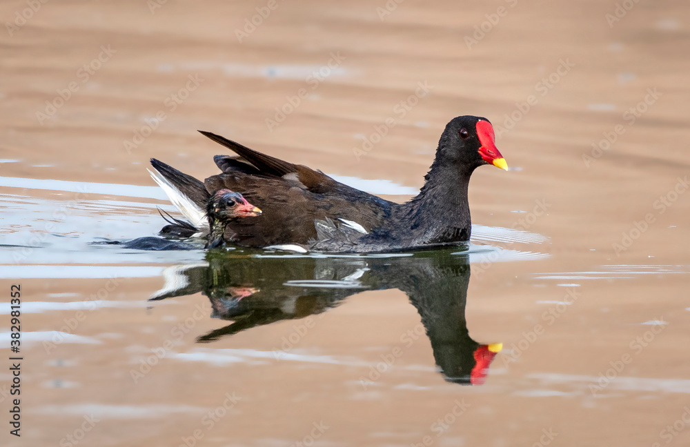 The common moorhen, also known as the waterhen or swamp chicken, is a ...