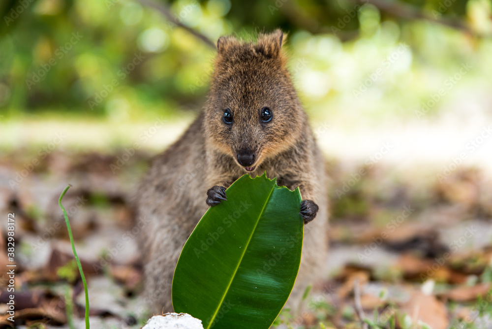 Baby quokka posing for the camera and eating ficus leaf. Rottnest ...