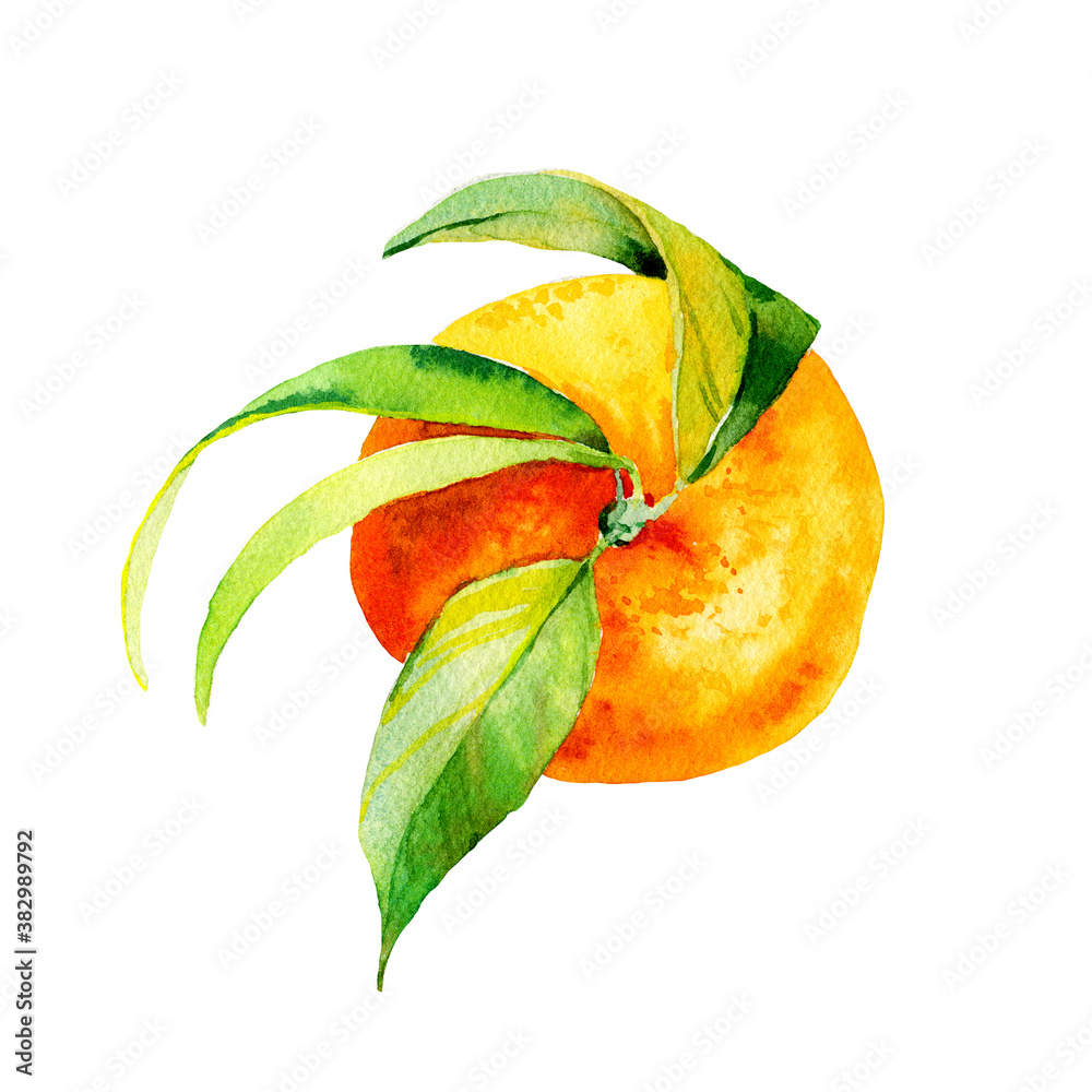 Watercolour bright sketch of ripe mandarin fruit. Watercolor ...