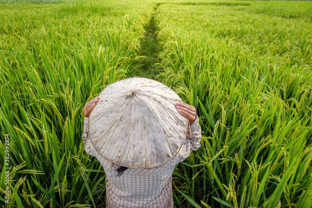 Portraits of farmers wearing Vietnamese hats Stand back to look at the ...