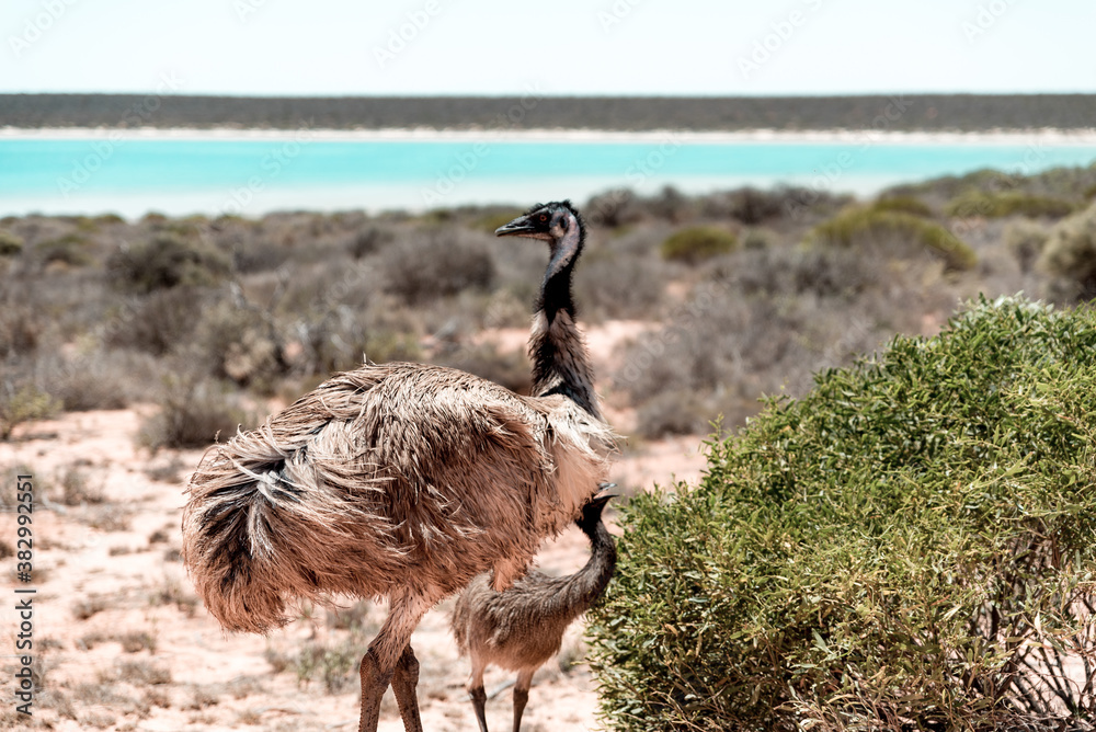 Emu family walking through Australian bushland. Wild emu birds in ...