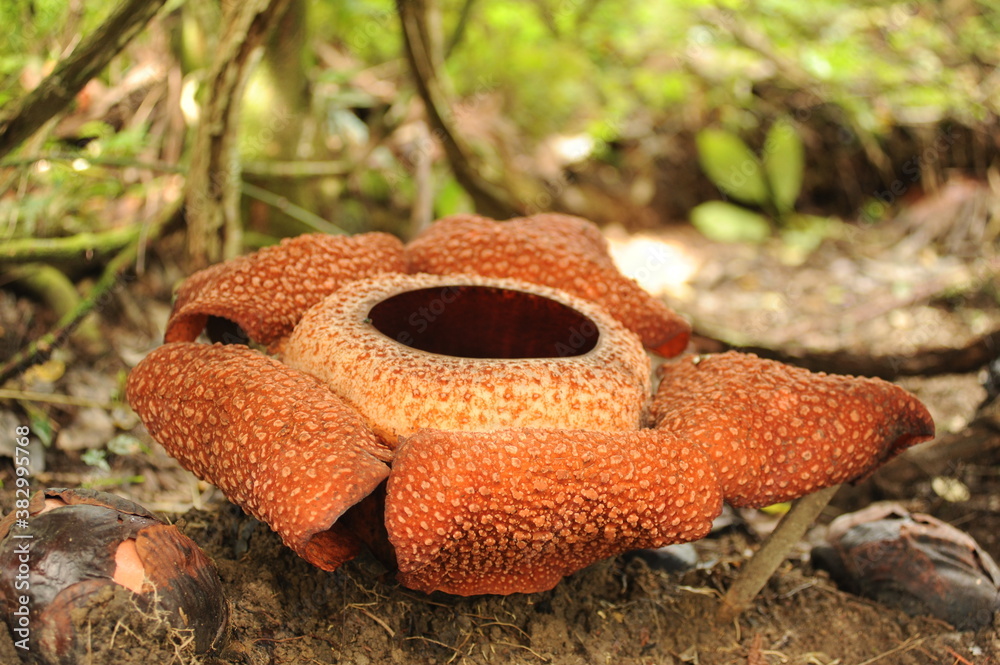 Rare tropical giant flower rafflesia arnoldii in full bloom in Borneo ...