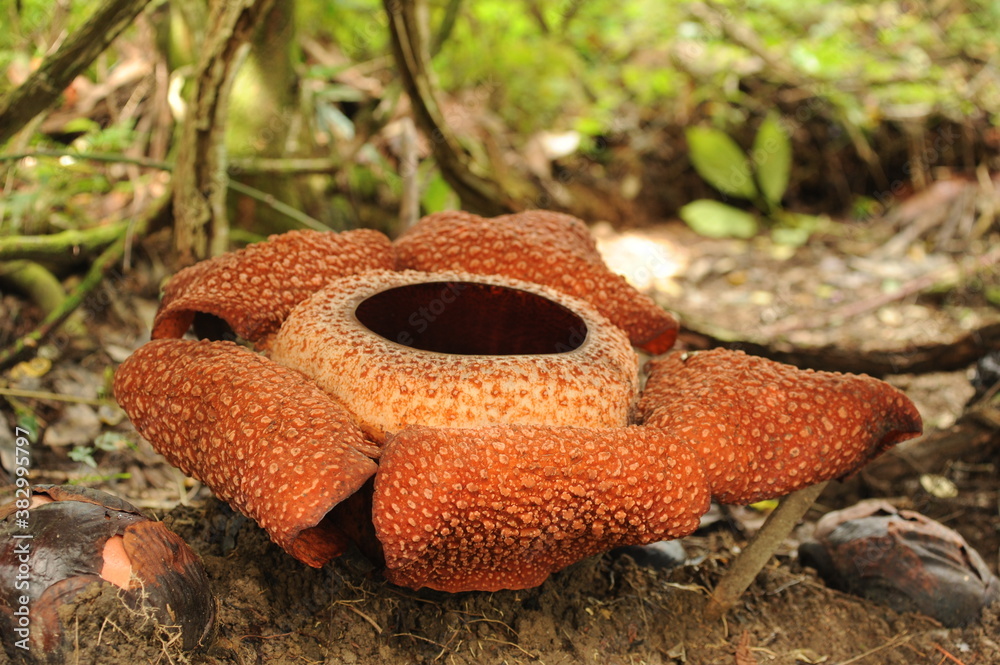 Rare tropical giant flower rafflesia arnoldii in full bloom in Borneo ...