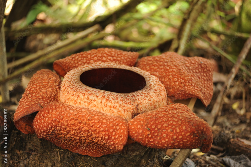 Rare tropical giant flower rafflesia arnoldii in full bloom in Borneo ...