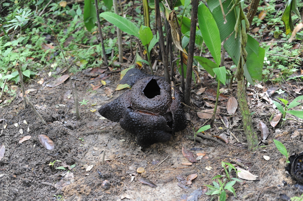 Dead withered tropical giant flower rafflesia arnoldii corpse in Borneo ...