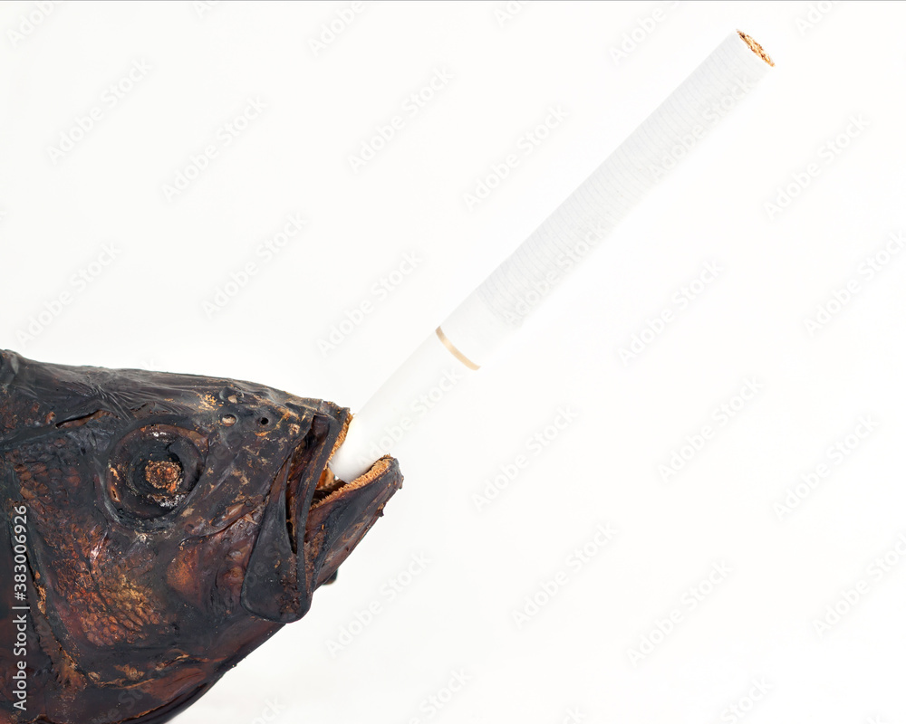 Brutal smoked fish head profile with cigarette isolated white ...