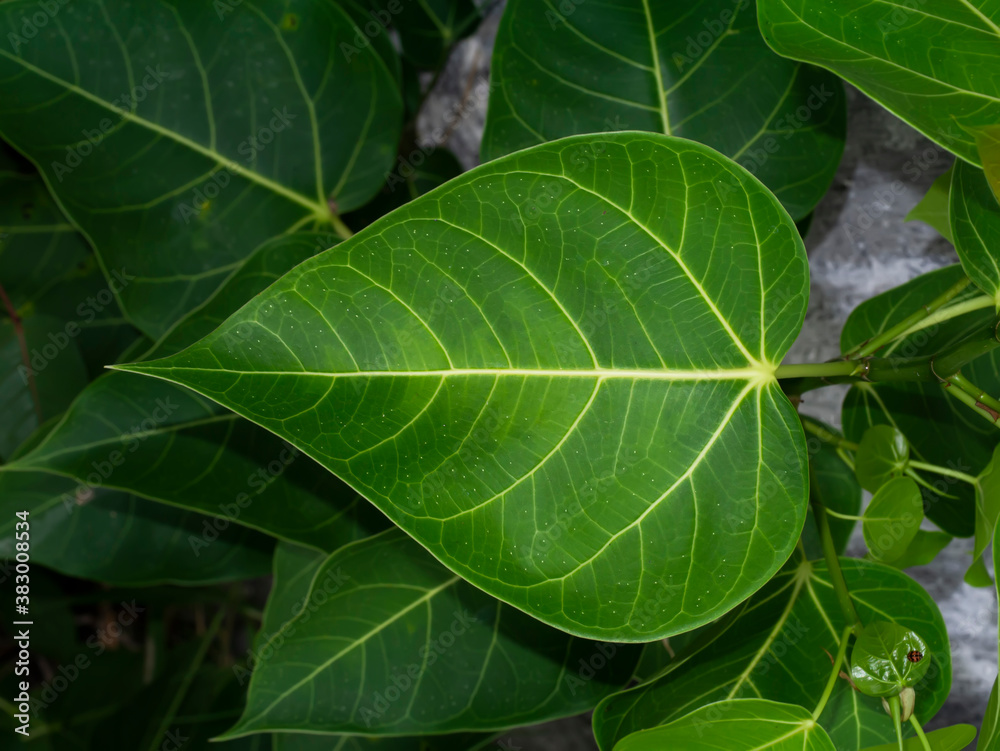 Green leaves of Sacred Fig Tree, Pipal Tree, Bohhi Tree, Bo Tree ...